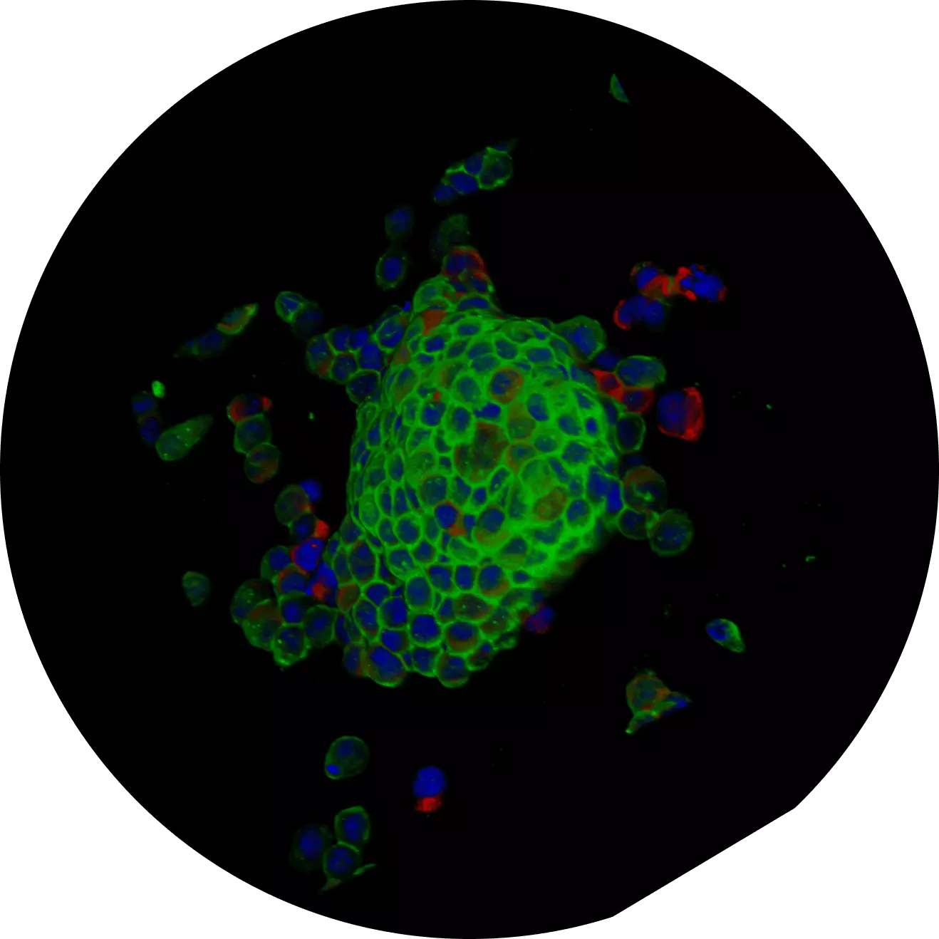 AcroCyte Therapeutics Inc.